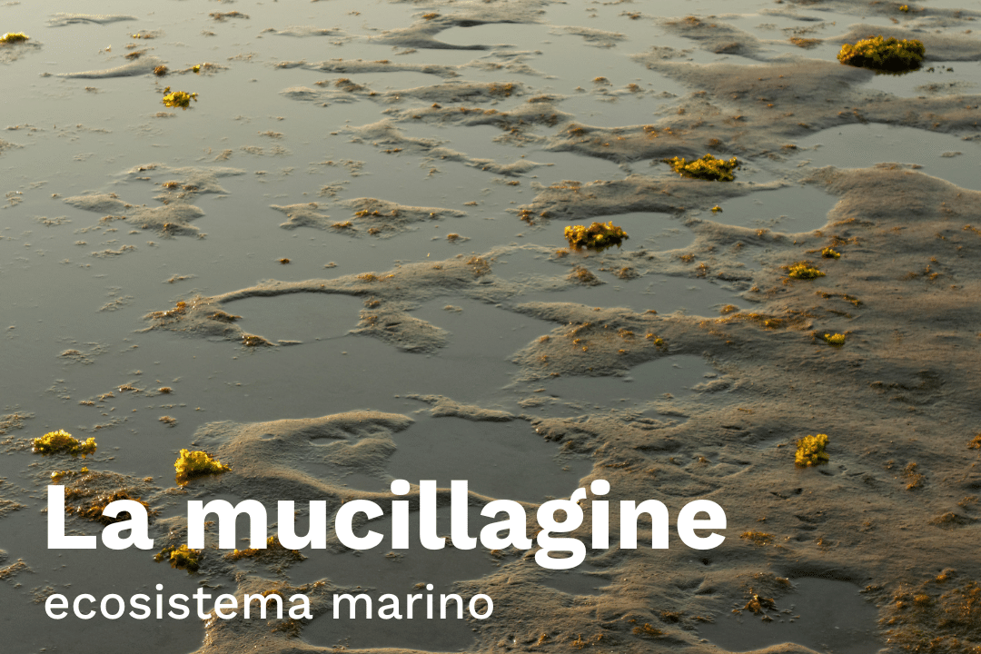Il Problema della Mucillagine nell'Adriatico - Stiamo In Salute